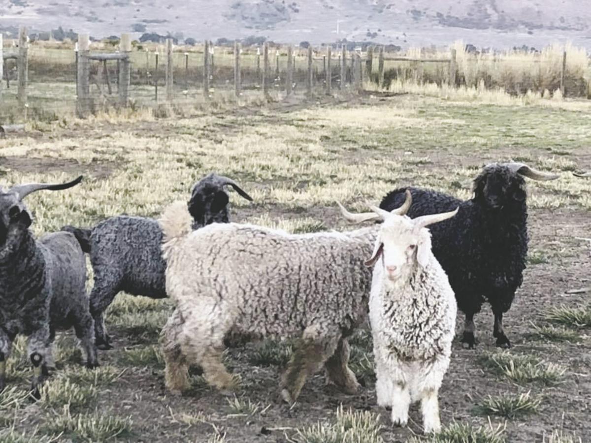 Angora goat mohair done 'Cody Style' | Livestock | postregister.com