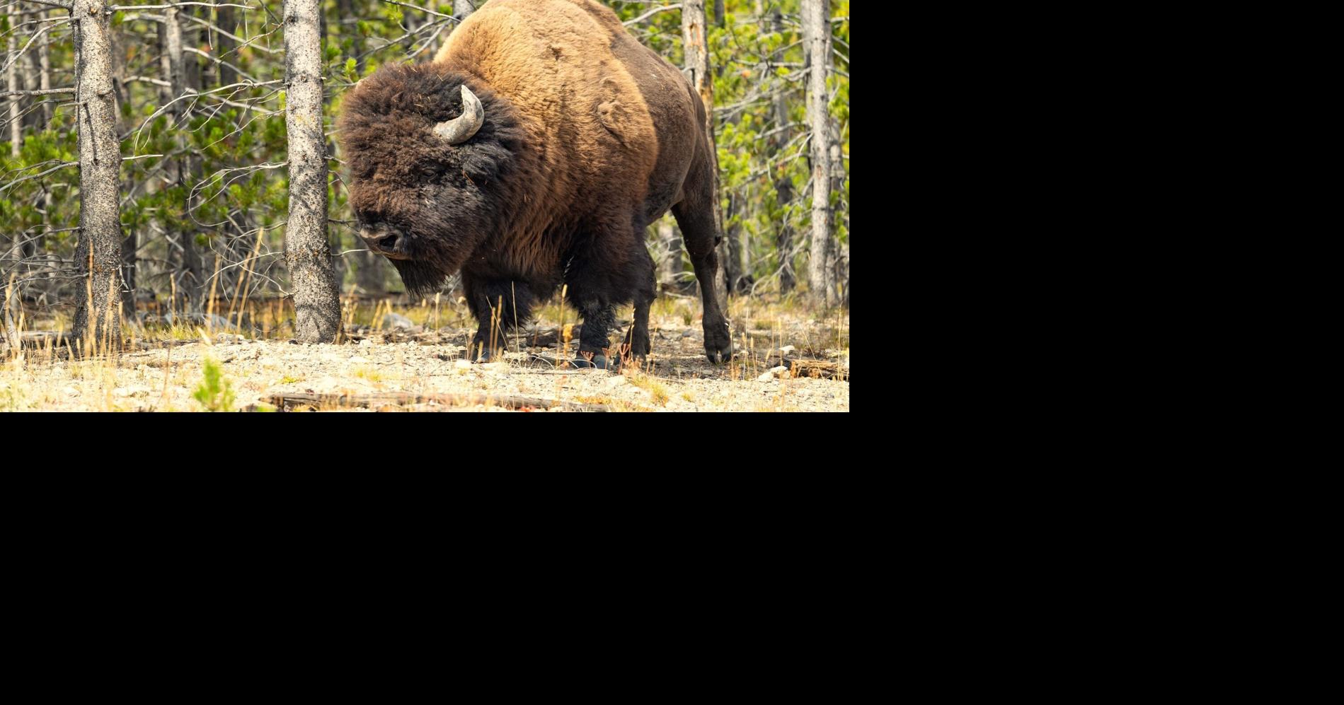 New Mexico U.S. Sen. Heinrich reintroduces act to strengthen tribal ...