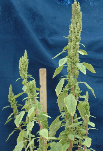 pigweed flower