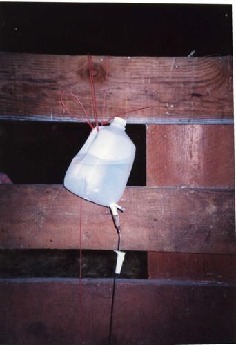 Emergency IV for dehydrated calves | Farm & Ranch | postregister.com