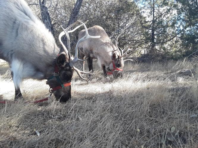 Barnyard Basics: Santa’s reindeer in Colorado | Columnists ...