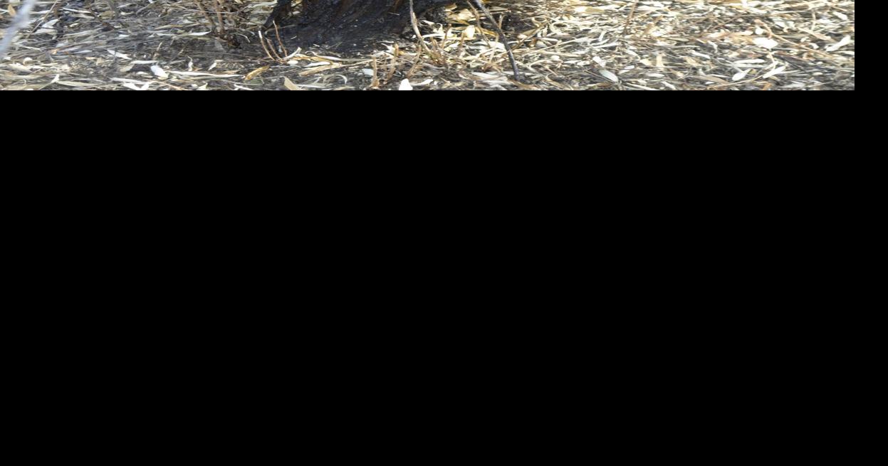 War on Weeds: Basal bark treatment | Columnists | postregister.com