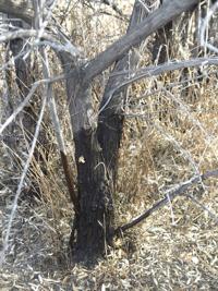 War on Weeds: Basal bark treatment | Columnists | postregister.com