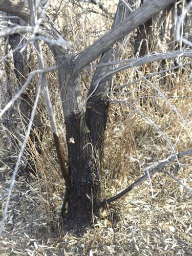 War on Weeds: Basal bark treatment | Columnists | postregister.com