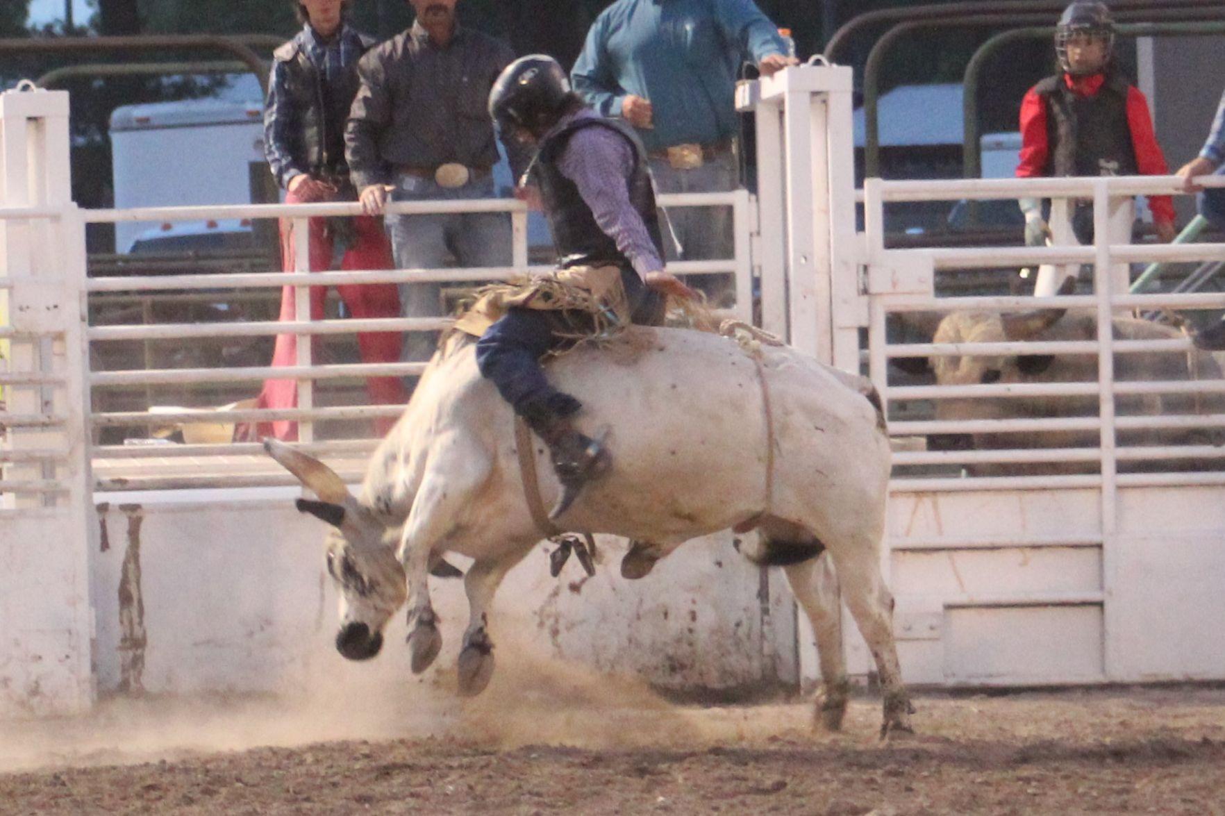 Bull riding comes down to final ride to determine champion | Sports ...