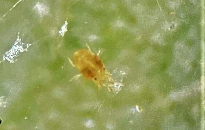 In the Garden: Spider mites in raspberries | Columnists | postregister.com