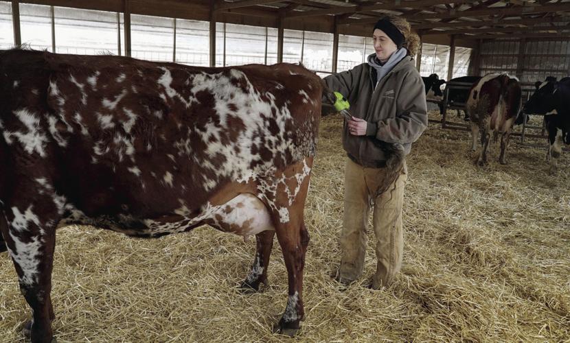 Farmers are using tech to help monitor cows 23a | Livestock ...