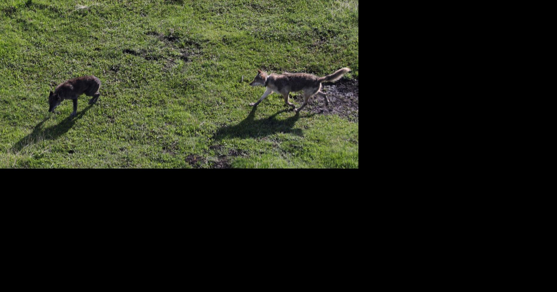Queen of the wolves: One-eyed 11-year-old defies difficulties in a wild ...