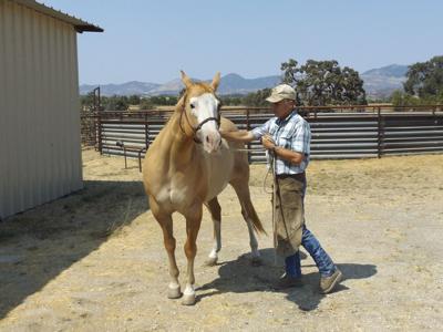 Barnyard Basics: 'Reading' a horse before working on its feet ...