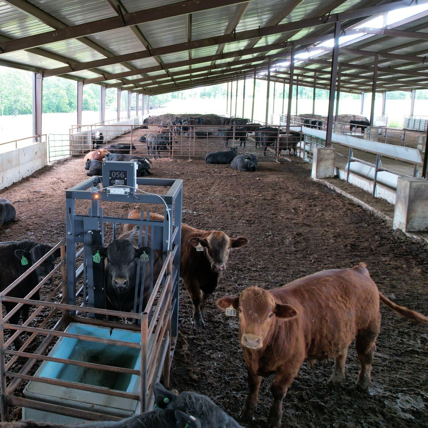 cattle information system
