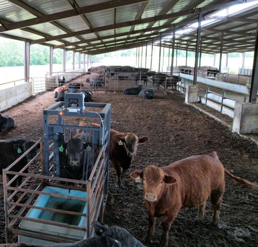 Smart ways to manage cattle with electronic ID and data collection ...