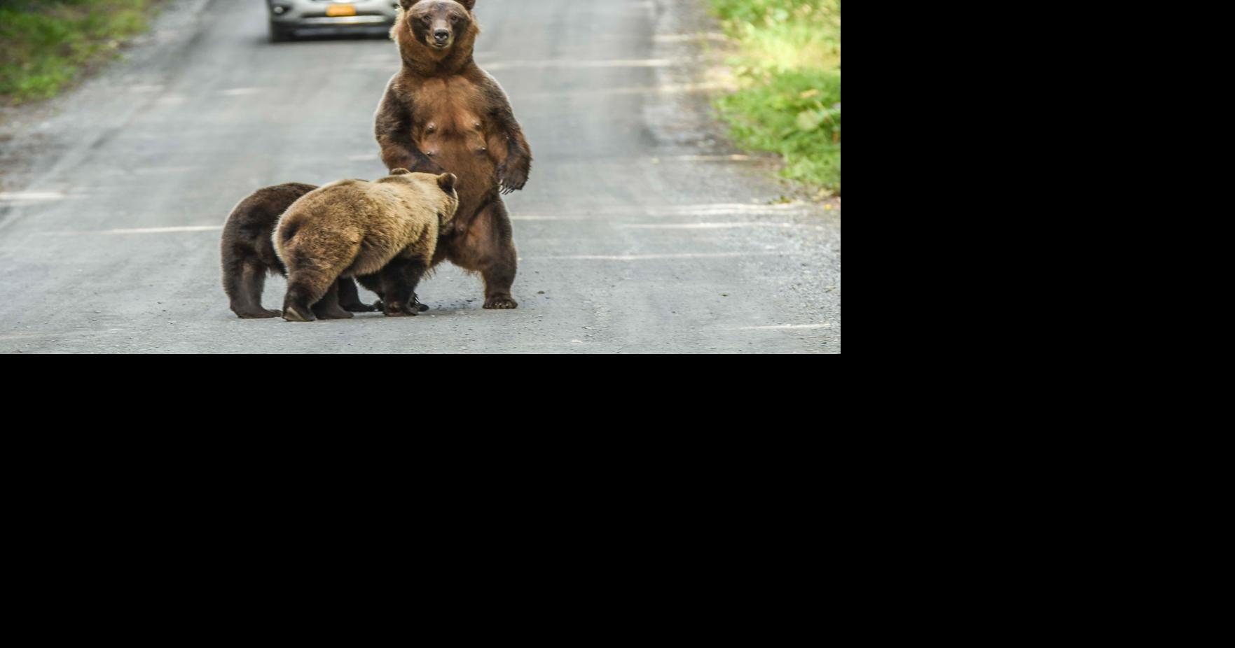 Animals are resilient, but we need to give them options | Outdoors ...