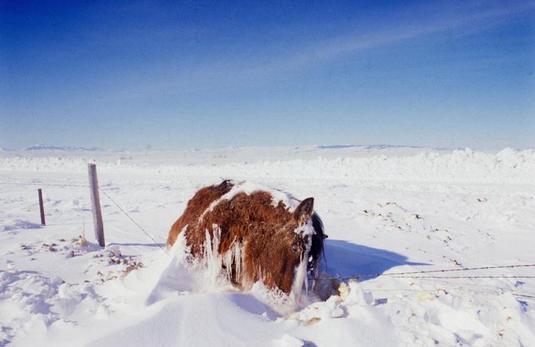From the archives: Blizzard of '89 killed livestock, buried homes in ...