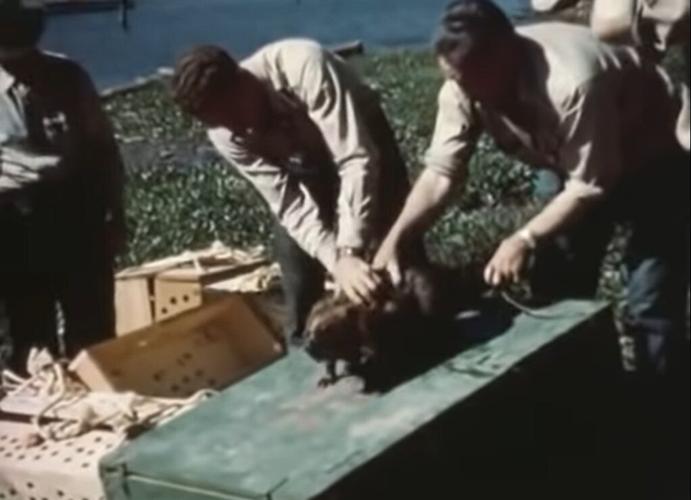 In the Woods: Backcountry bombed by bad-ass beavers | Outdoors ...