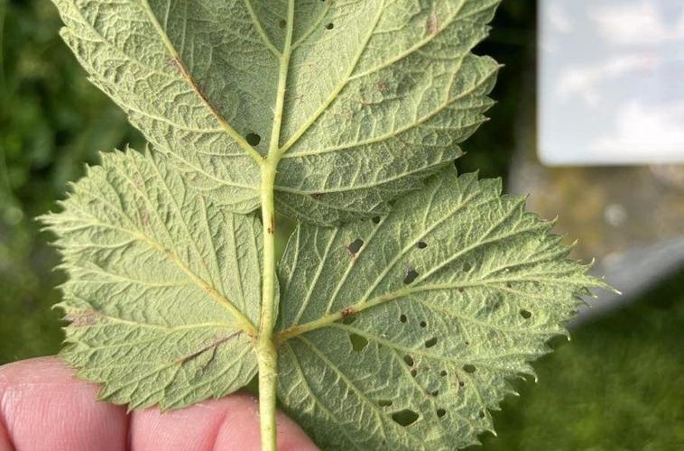 In the Garden: Spider mites in raspberries | Columnists | postregister.com