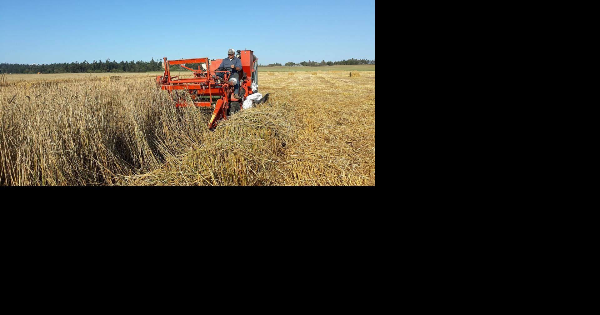 A perennial producer: WSU Bread Lab touts unique wheat variety | Crops ...