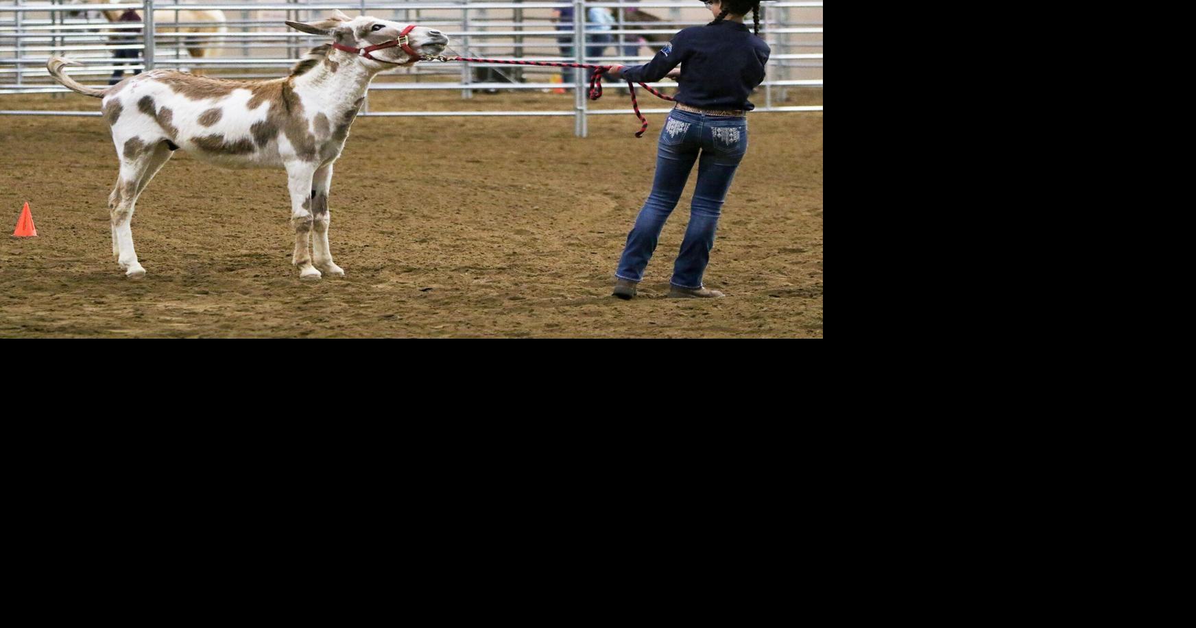 A work in progress: Recently wild mustangs and burros show their new ...