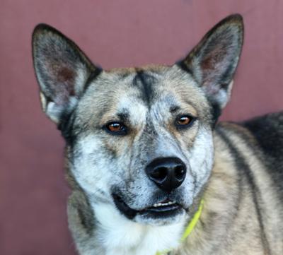Pet of the week | Local News | postregister.com