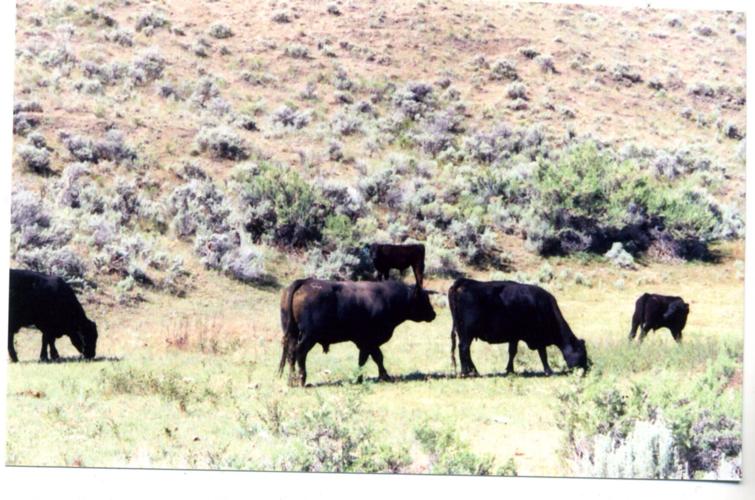 Bull basics | Livestock | postregister.com