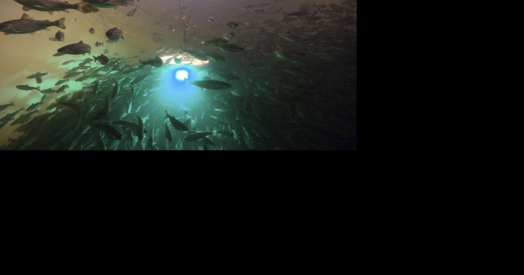 Demand for seafood is soaring, but oceans are giving up all they can ...