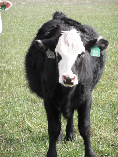 Barnyard Basics: Preventing bloat in cattle on pasture | Columnists ...