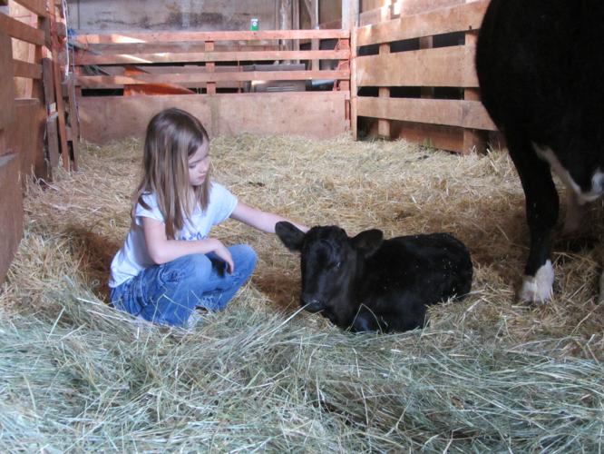 Barnyard Basics: Inspiration from anywhere, including cows | Western ...
