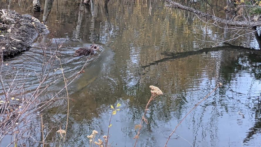 Preston rancher restoring beaver to creek | Eastern Idaho ...