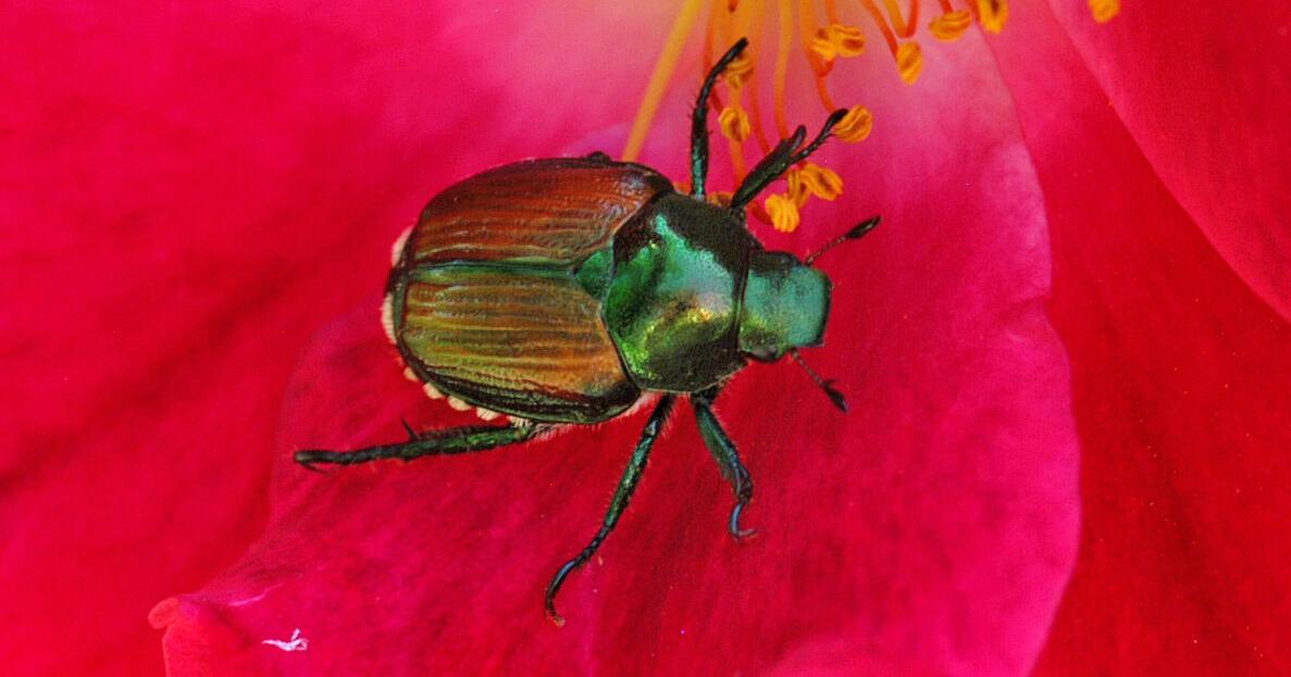 Ag department wages war on invasive beetle | Farm & Ranch ...