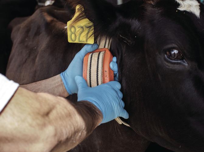 Farmers are using tech to help monitor cows 23a | Livestock ...