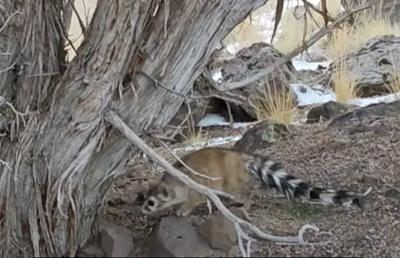 Video: Rare to Idaho, a ringtail was recently found in Twin Falls ...