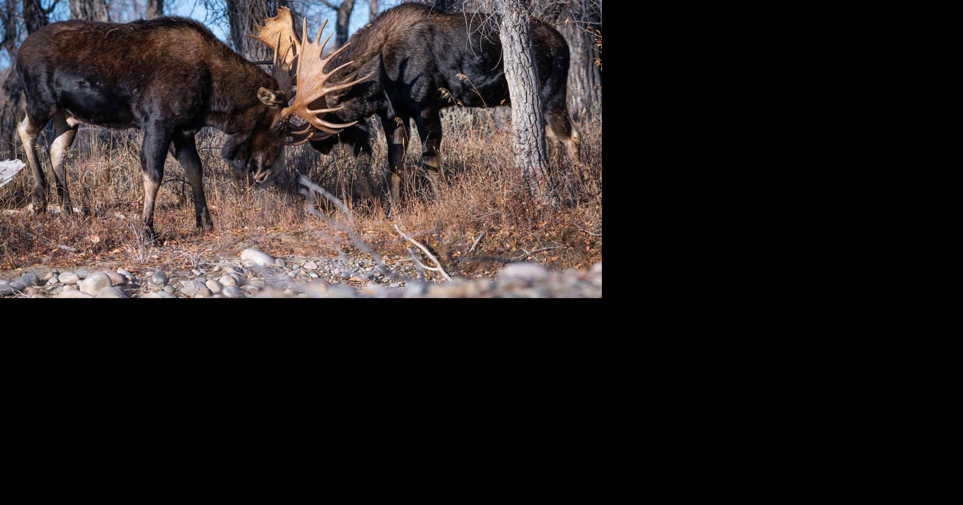 Photo gallery: Bull moose sparring in Grand Teton National Park ...