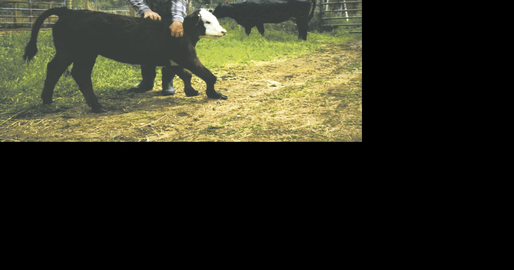 Barnyard Basics: Lupine can cause deformities in calves | Columnists ...