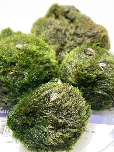 State Department of Agriculture confirms zebra mussels in aquarium ...