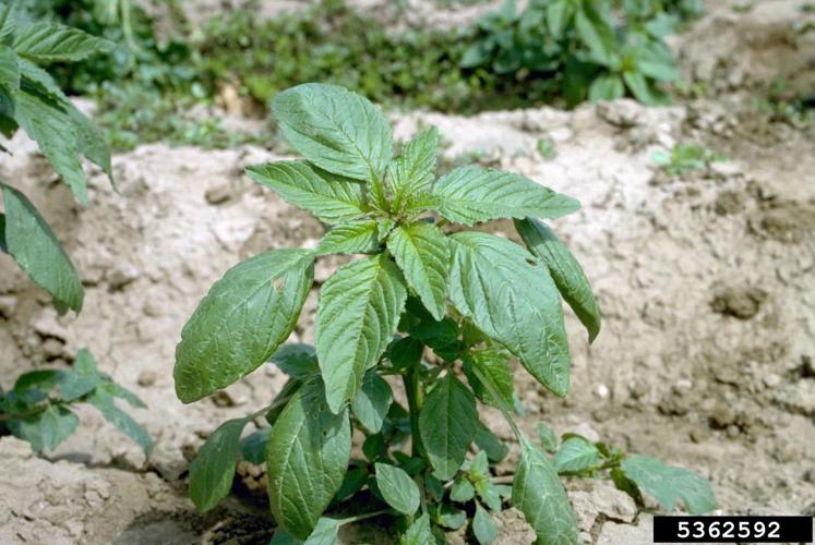 pigweed identification