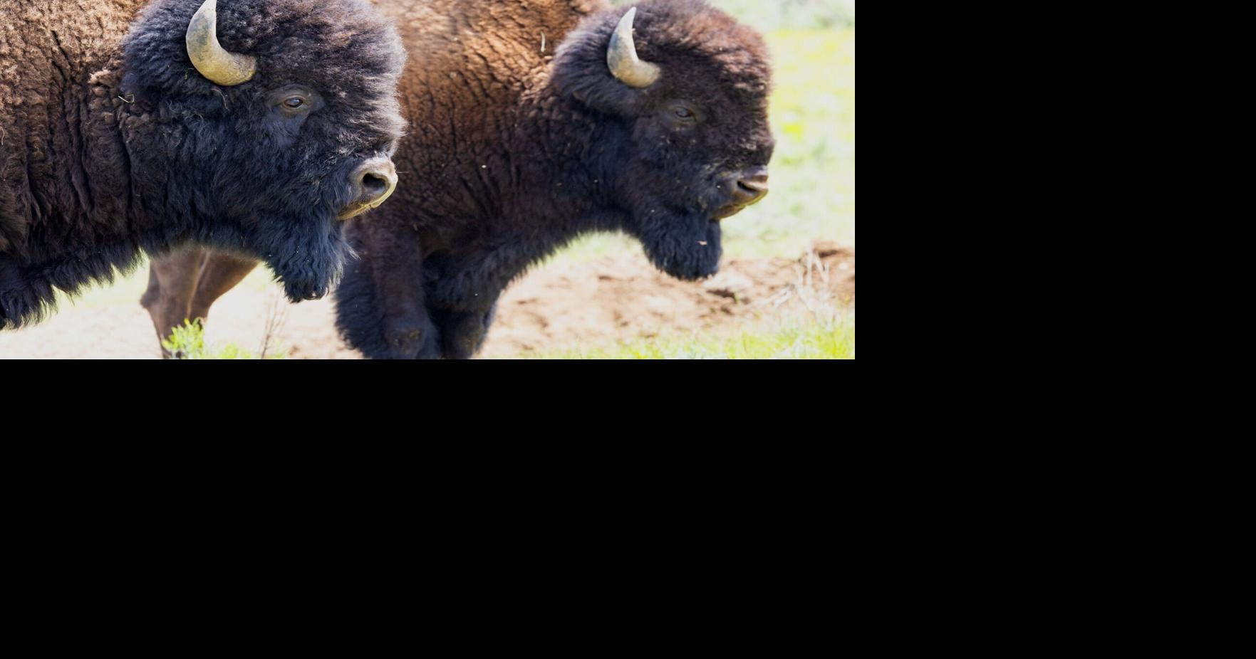 Bison restoration for tribes gets big boost from grant money | Outdoors ...