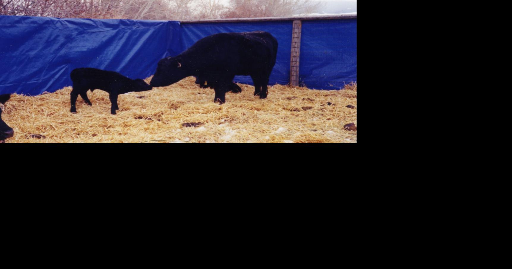 Barnyard Basics: Windbreaks for cattle | Columnists | postregister.com