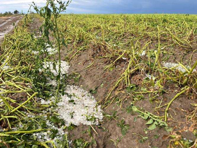 Severe thunder and hail storm affects local crops | News | postregister.com