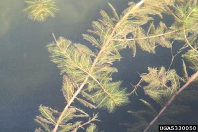 War on Weeds: Eurasian watermilfoil | Farm & Ranch | postregister.com
