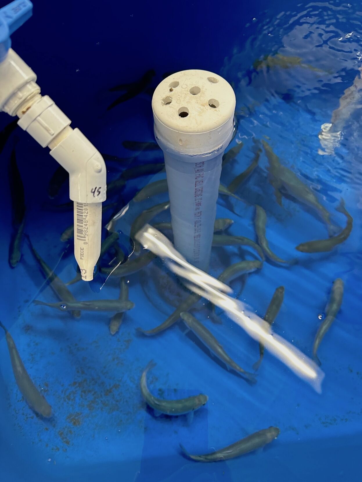 Students’ innovative aquaculture program achieves milestones | Farm ...