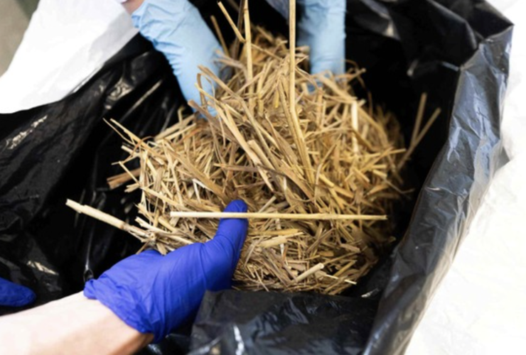 INL, Terragia collaborate to increase biofuel yields | Local News ...