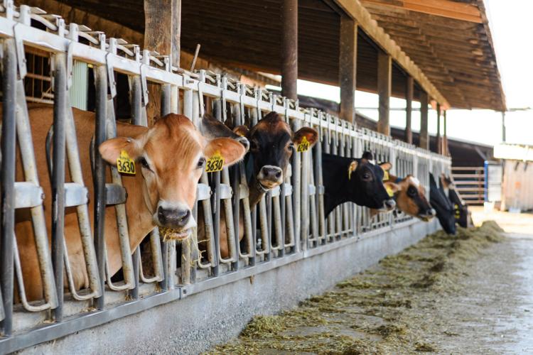 Young dairy farmer competing for national honor | Regional ...