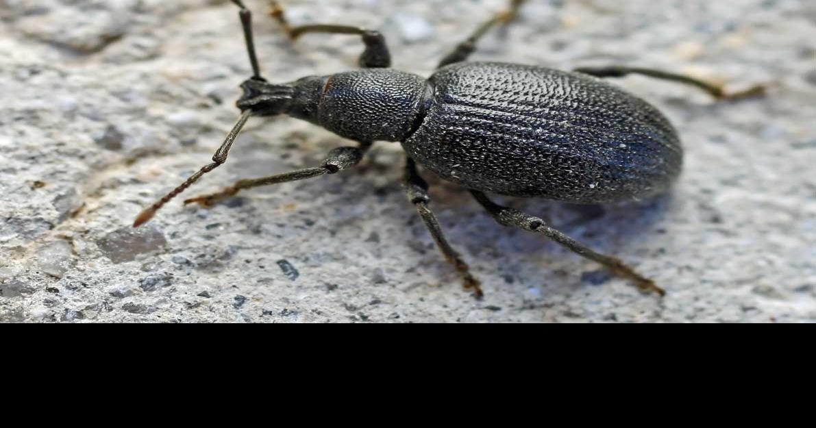 The Bug Box: Lilac root weevil | Columnists | postregister.com