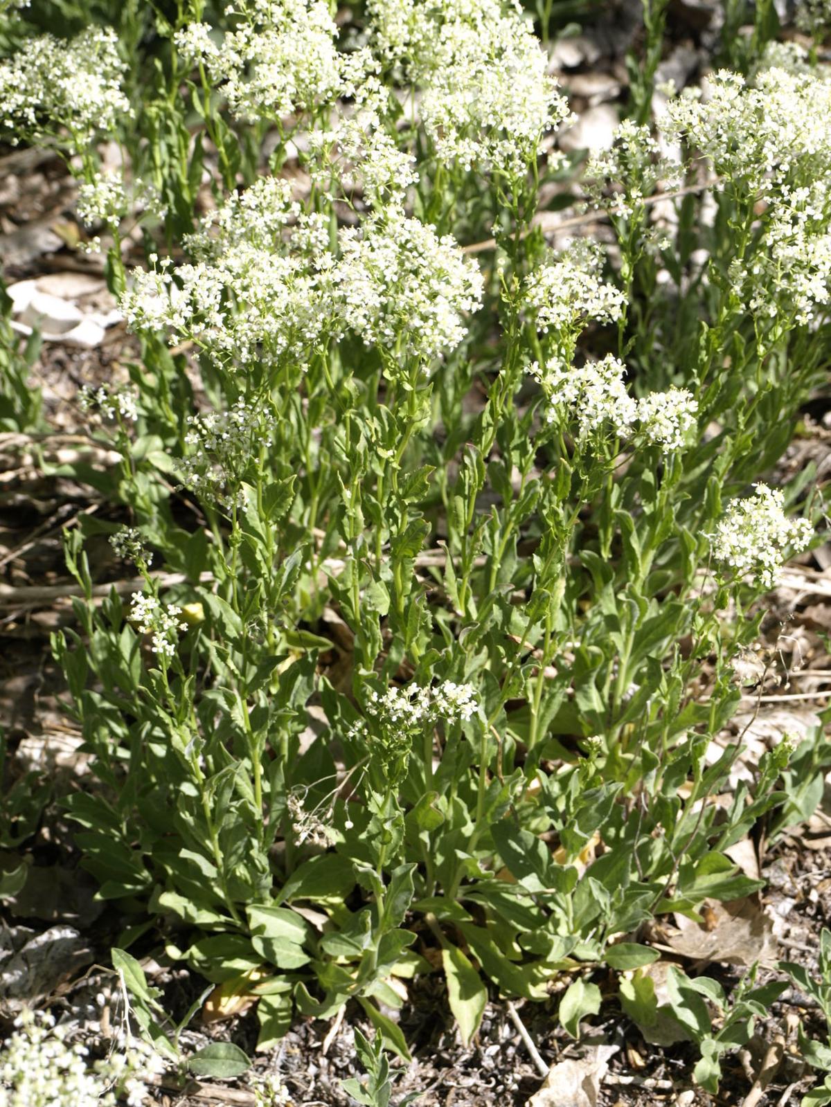 War on Weeds: Hoary cress | War on Weeds | postregister.com