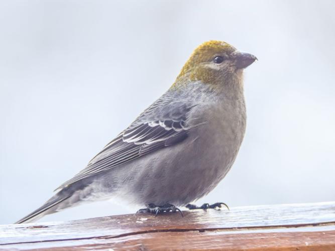 pine grosbeak alberta