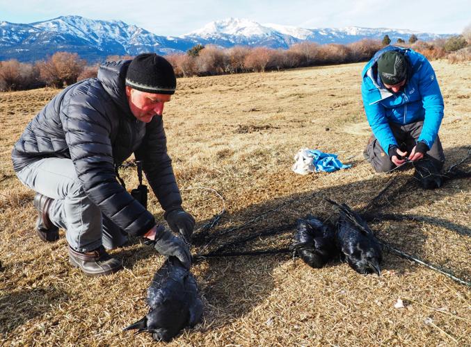 Raving about ravens: Researcher provides insights into Yellowstone ...