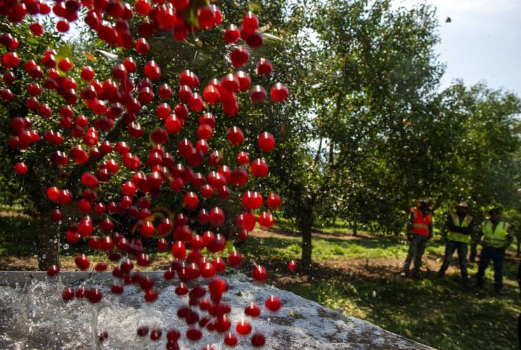 Utah's growing population could threaten cherry production | Crops ...