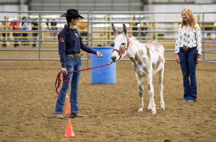 A work in progress: Recently wild mustangs and burros show their new ...