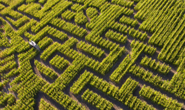 Barnyard Basics: Corn mazes are popular agri-tainment | Columnists ...