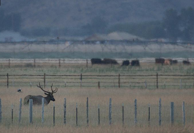 F&G has killed more than 40 elk since late July to prevent crop damage ...