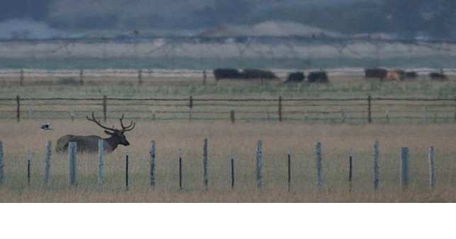F&G has killed more than 40 elk since late July to prevent crop damage ...